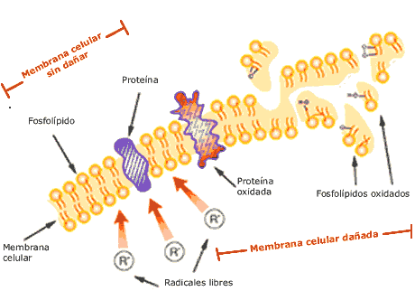 Química y Salud: El efecto de los Radicales libres en nuestra salud