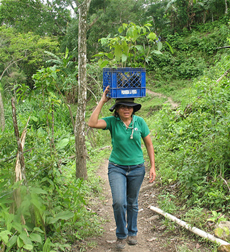 Ecofriendly: Reforestation