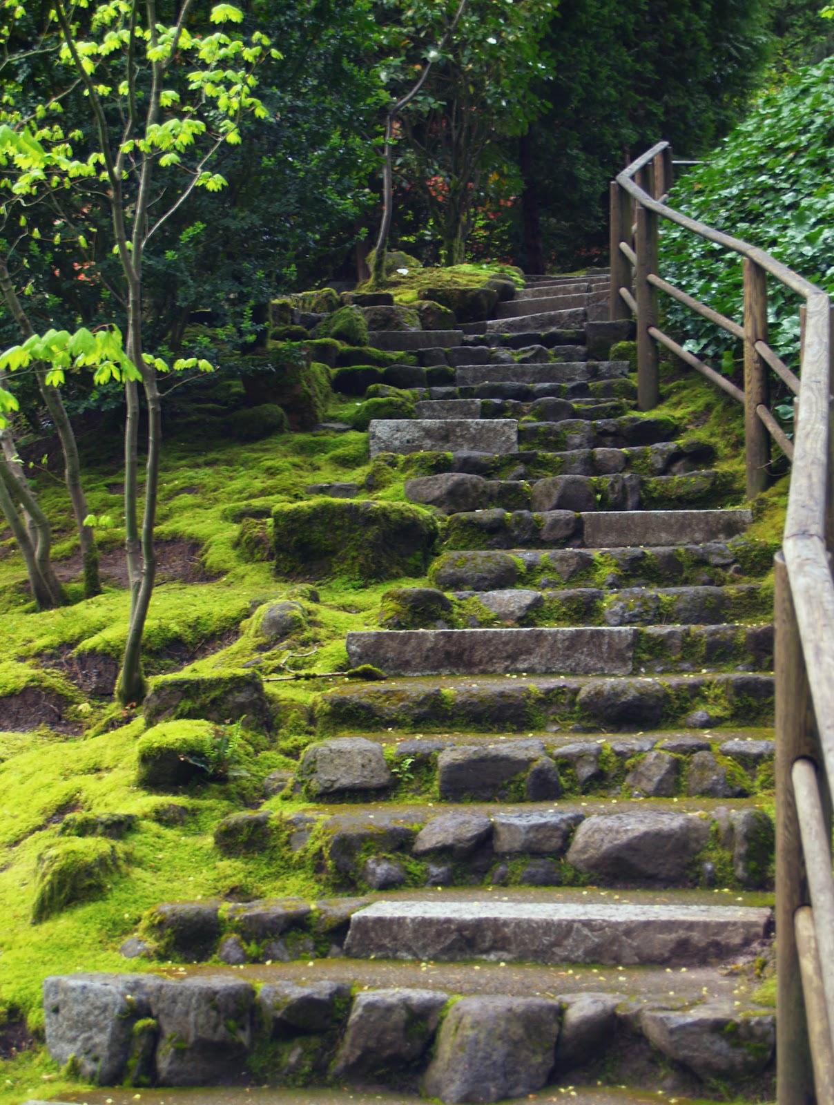 Cat Patches: 52 Photos Project: A Different Pathway