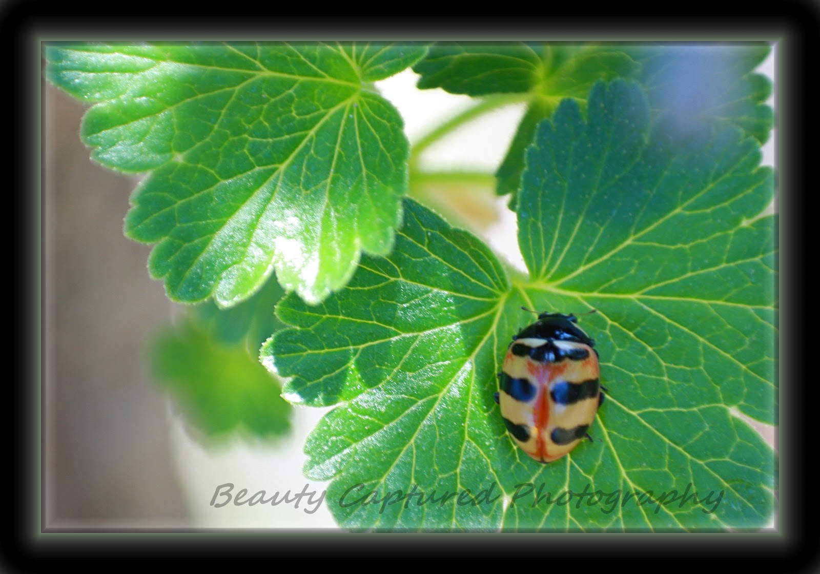 Beauty Captured: Ladybugs