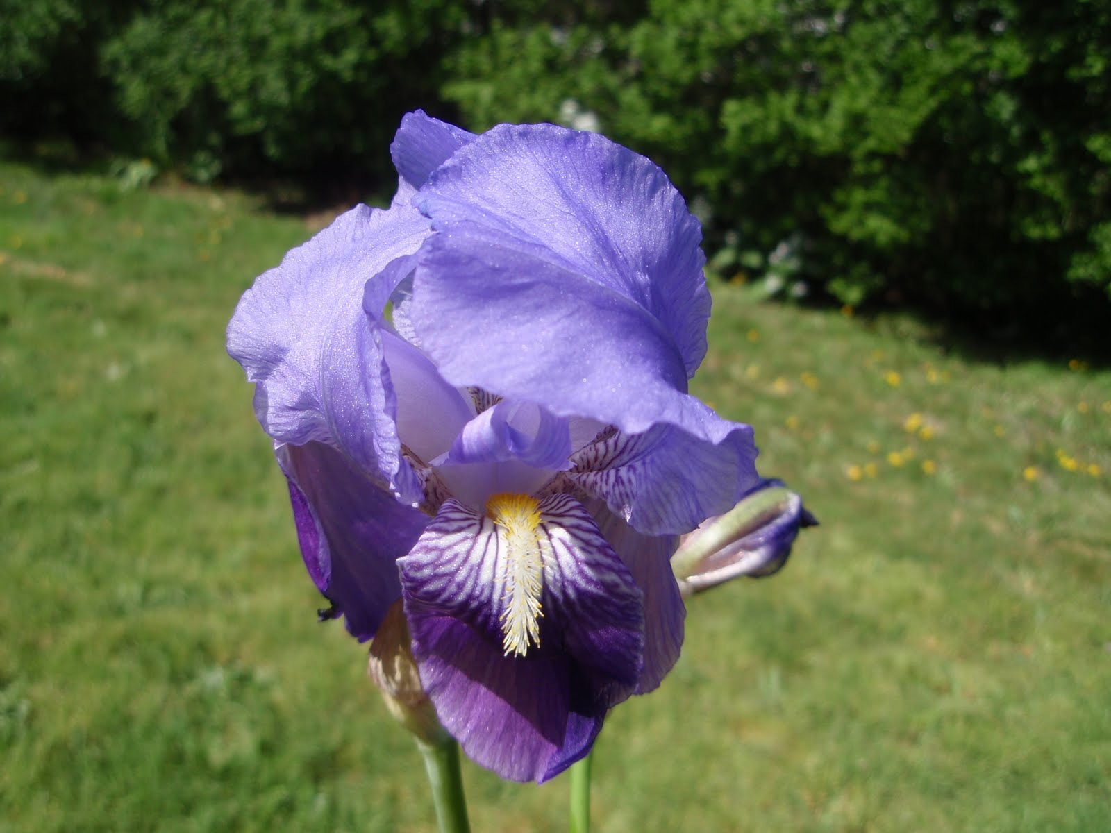 LIRIO: Iris germanica | Plantas rioMoros
