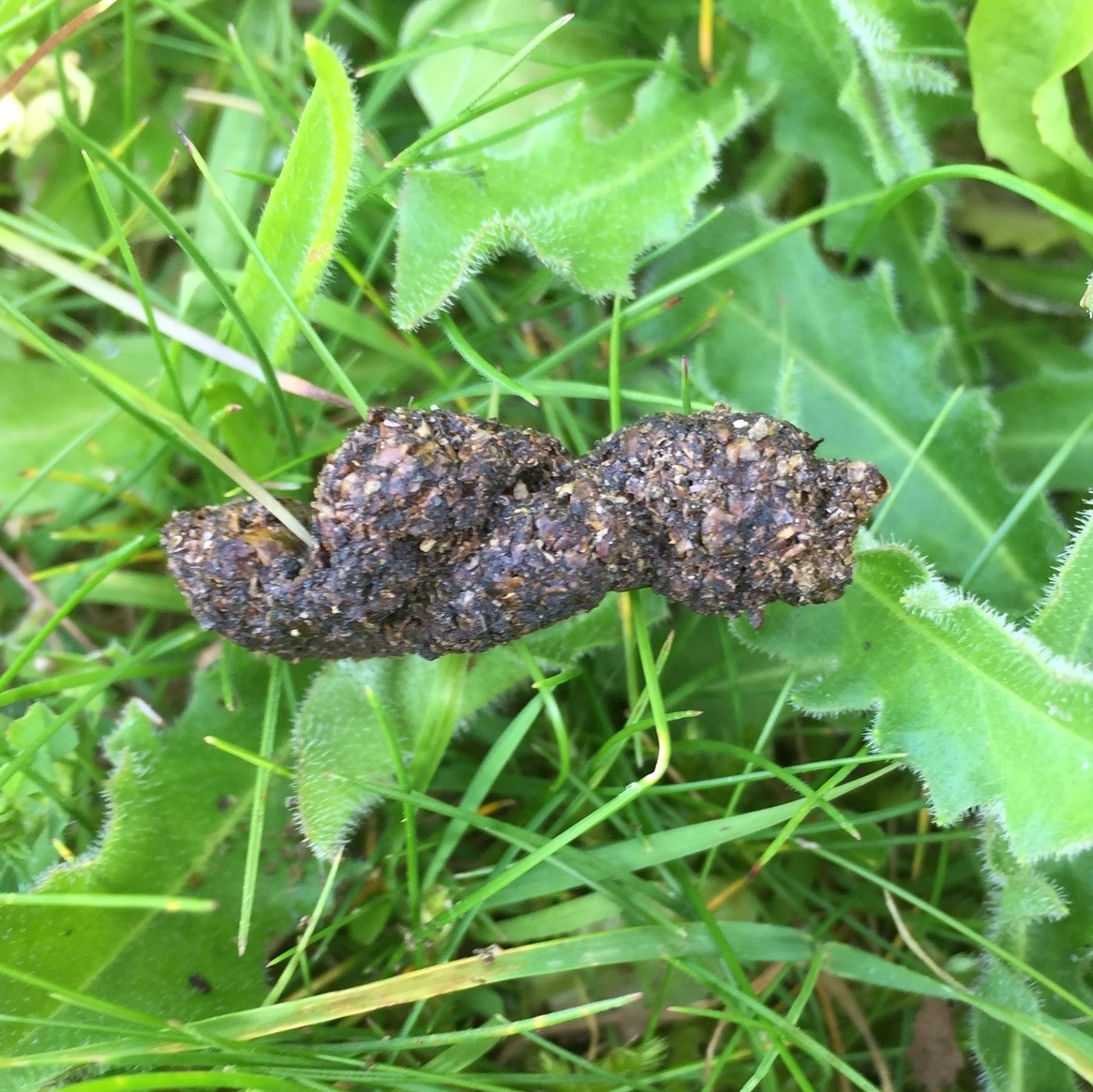 part-time Naturalist: Hedgehogs (Erinaceus europaeus L.), Horndean ...
