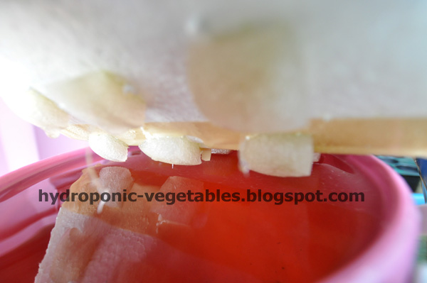 ผักไฮโดรโปนิกส์ hydroponics การปลูกพืชไร้ดิน: ผักไฮโดรโปนิกส์ Root ...