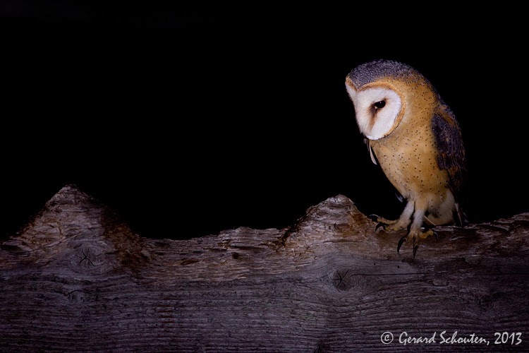 Gerard Schouten Nature Photography: Barn Owl I