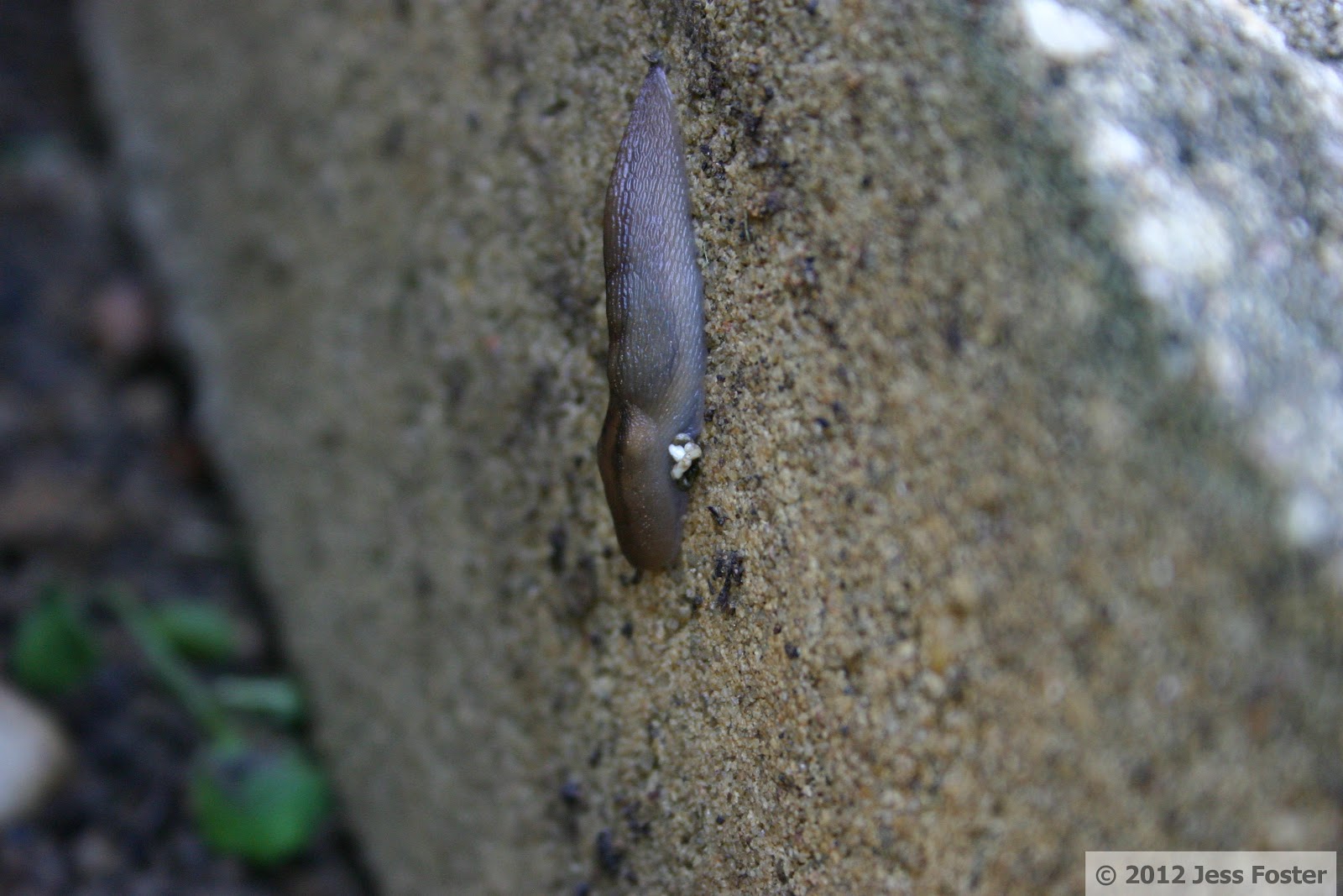 Sluggin' Along: Slug Waste Disposal: Part 2