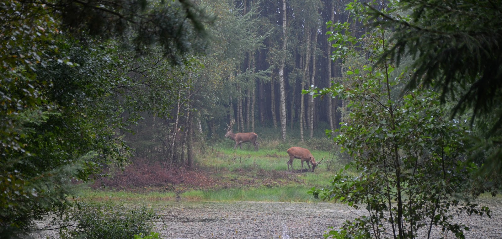 Der Ruf vom König des Waldes