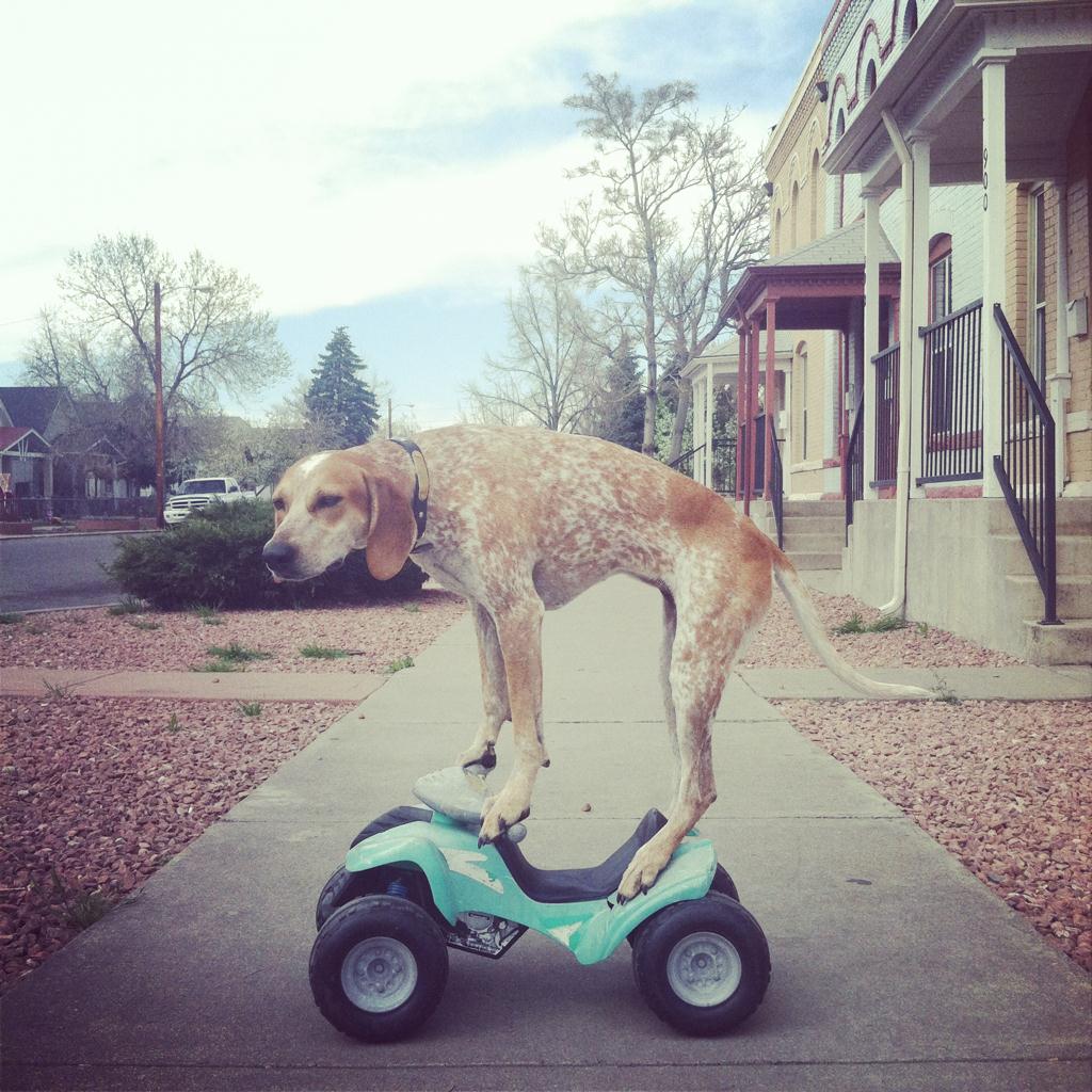 Maddie the Coonhound standing on things (35 pics) | Amazing Creatures