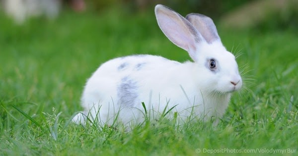 Scientific Name of Rabbit, Hare| Khargosh ka vaigyanik name | खरगोश् का ...