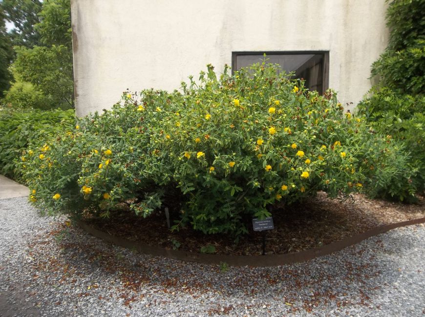 Future Plants by Randy Stewart: Hypericum