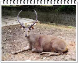 cOmOt cOmEy kEhiDupaN..: Payau??