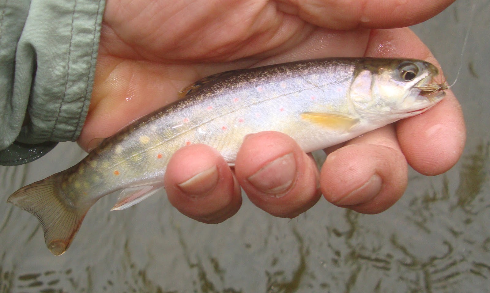 ~StreamSide Tales~: Brook Trout on the Dry