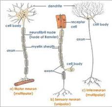Neuron Sensoris dan Motoris