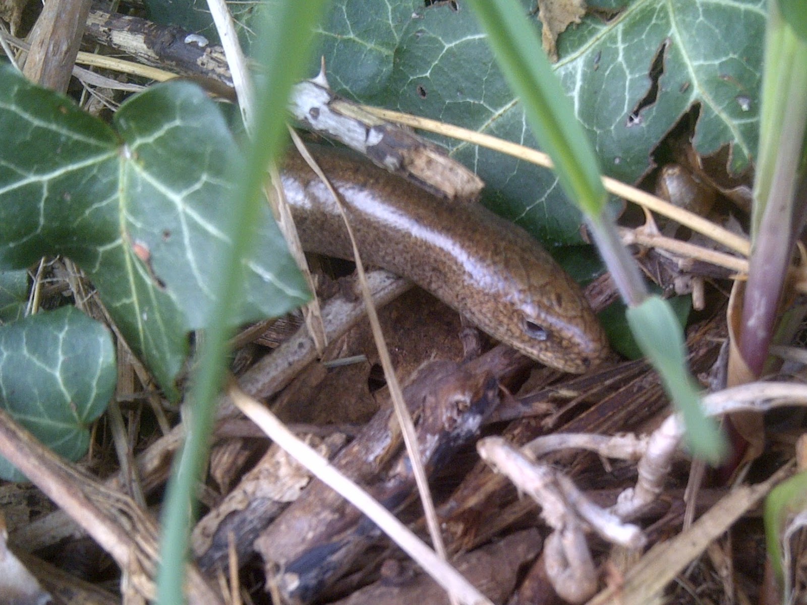 Filnore Woods Blog: Fast and slow