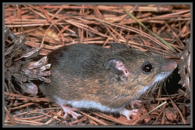 Beszamel i spółka bez ograniczeń: Rodzaj Peromyscus - grupa leucopus. Przegląd gatunków.