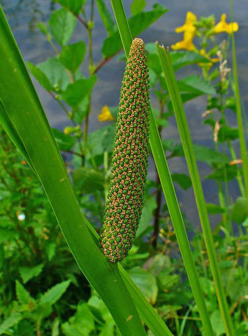 Kreasi Usaha: Manfaat Tanaman Jeringau (Acorus calamus L.) sebagai ...