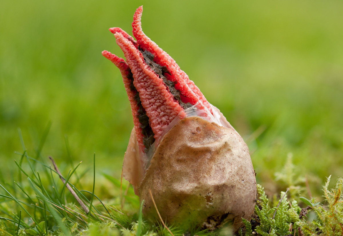 Los 10 HONGOS más raros del mundo, el #4 da asco. ~ DaniehG