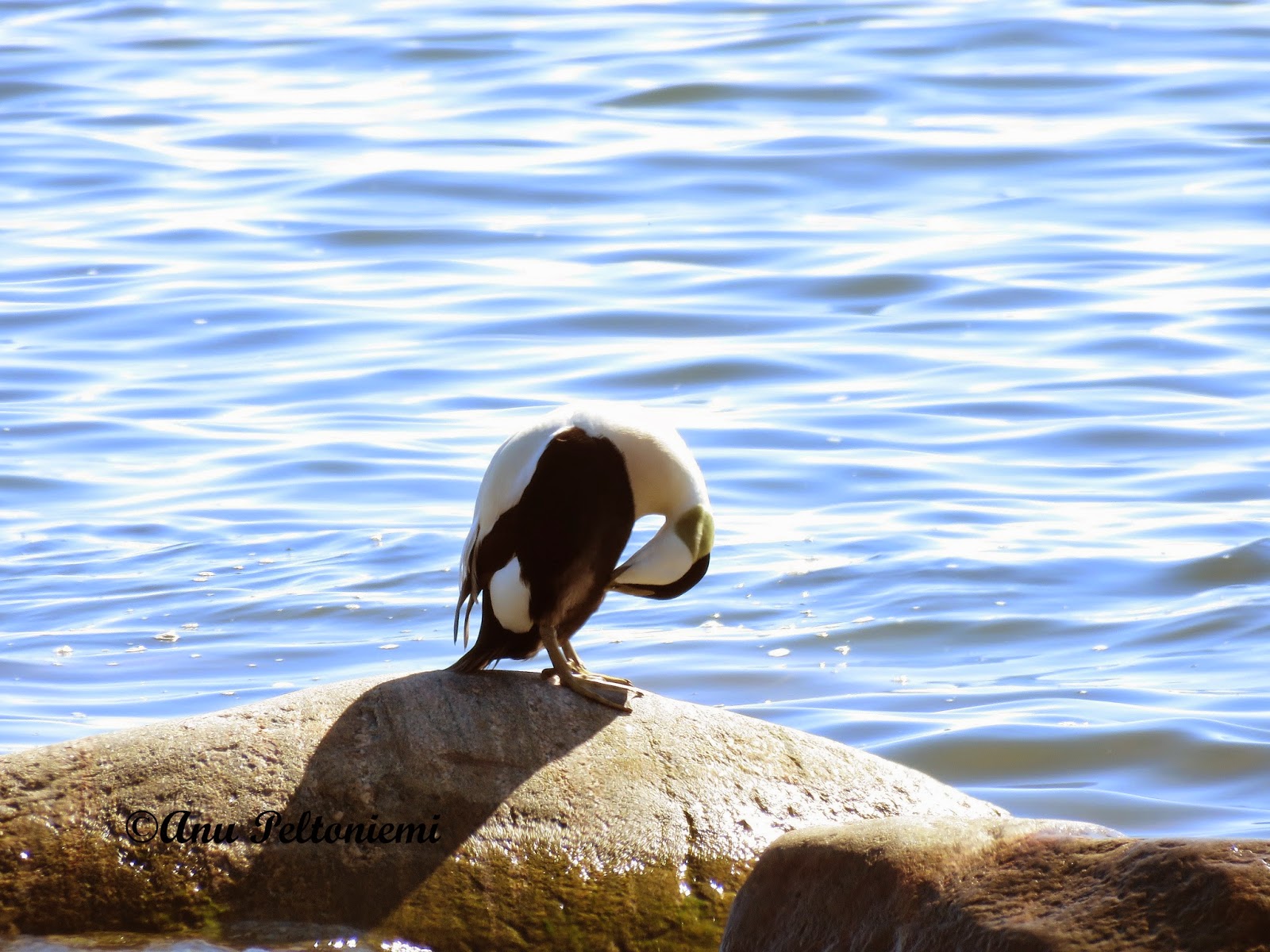 Lintuilua - Birding: Haahka