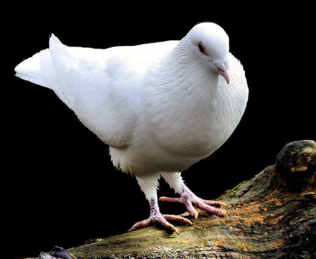 Our Beautiful World: White Dove