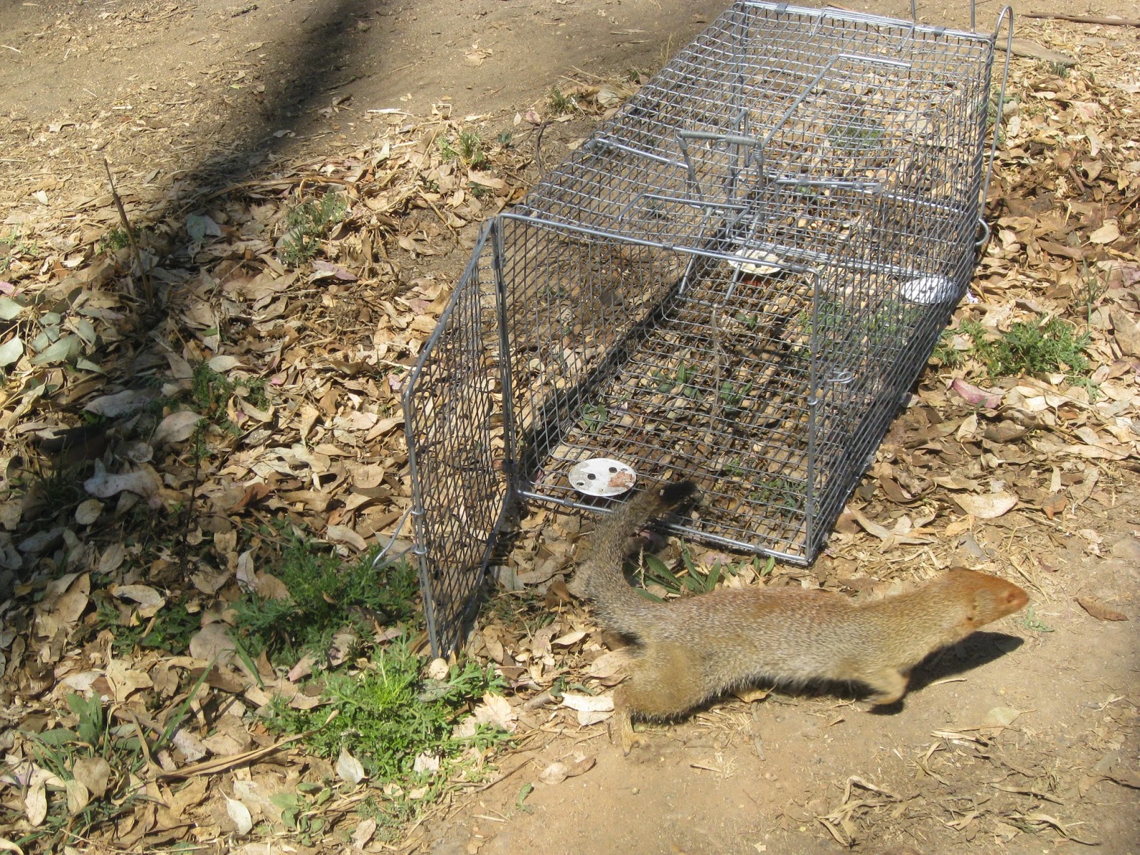 Critter Ridders Pest Control: Mongoose capture and release