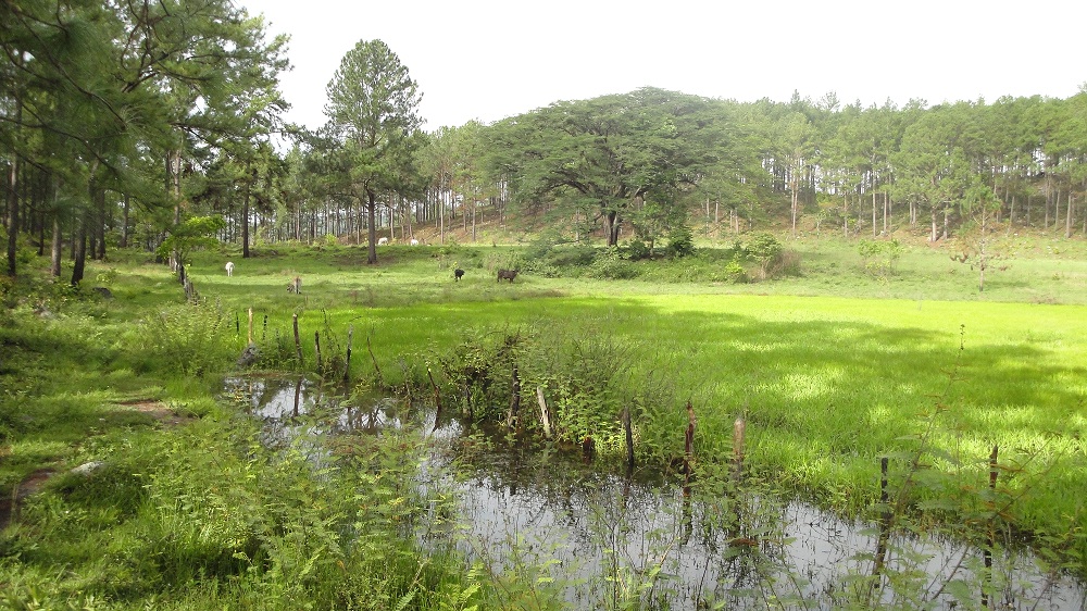 esquias comayagua: antecedentes historia de esquías comayagua