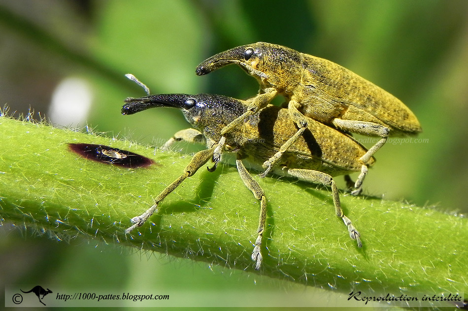 WILDLIFE GATEWAY: Charançons
