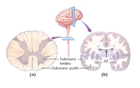 Sistem Saraf Pusat | Pustaka Pandani