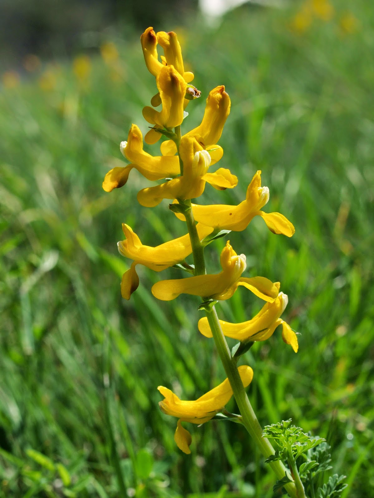 Corydalis Tea Benefits ~ Healthy Tea 101