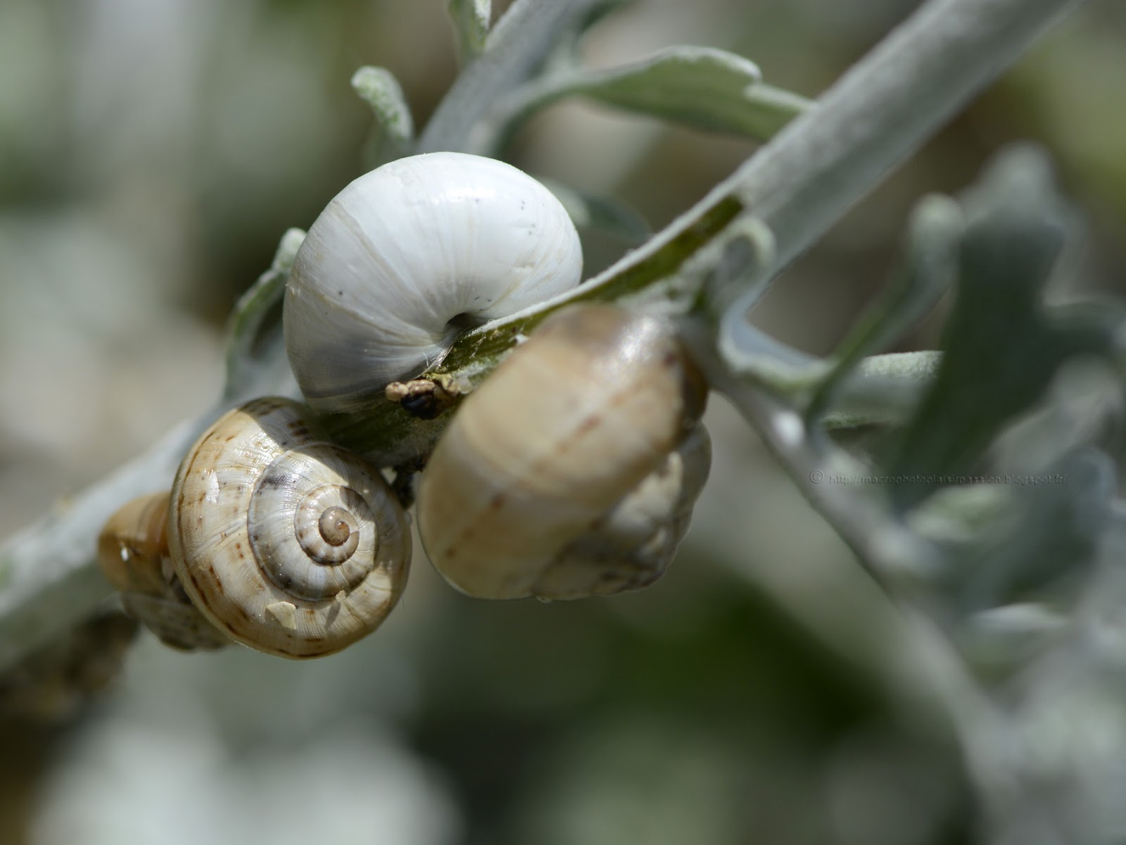 Macrophoto plaisir passion: L'escargot des dunes, Theba pisana