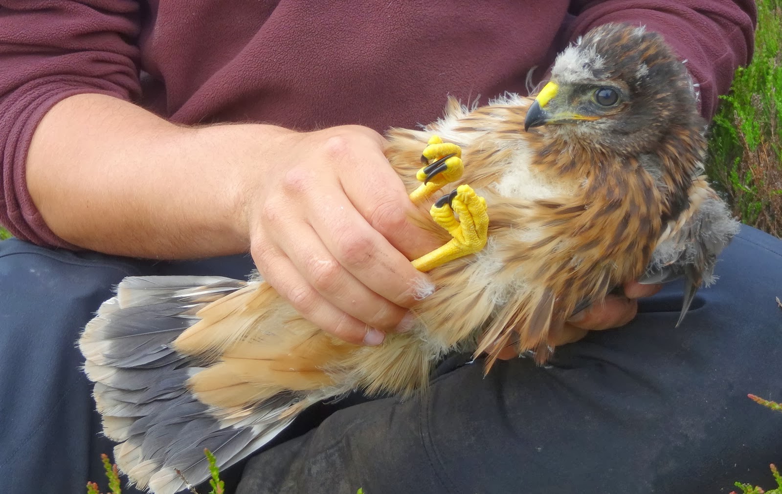 Hen Harrier Ireland: February 2014
