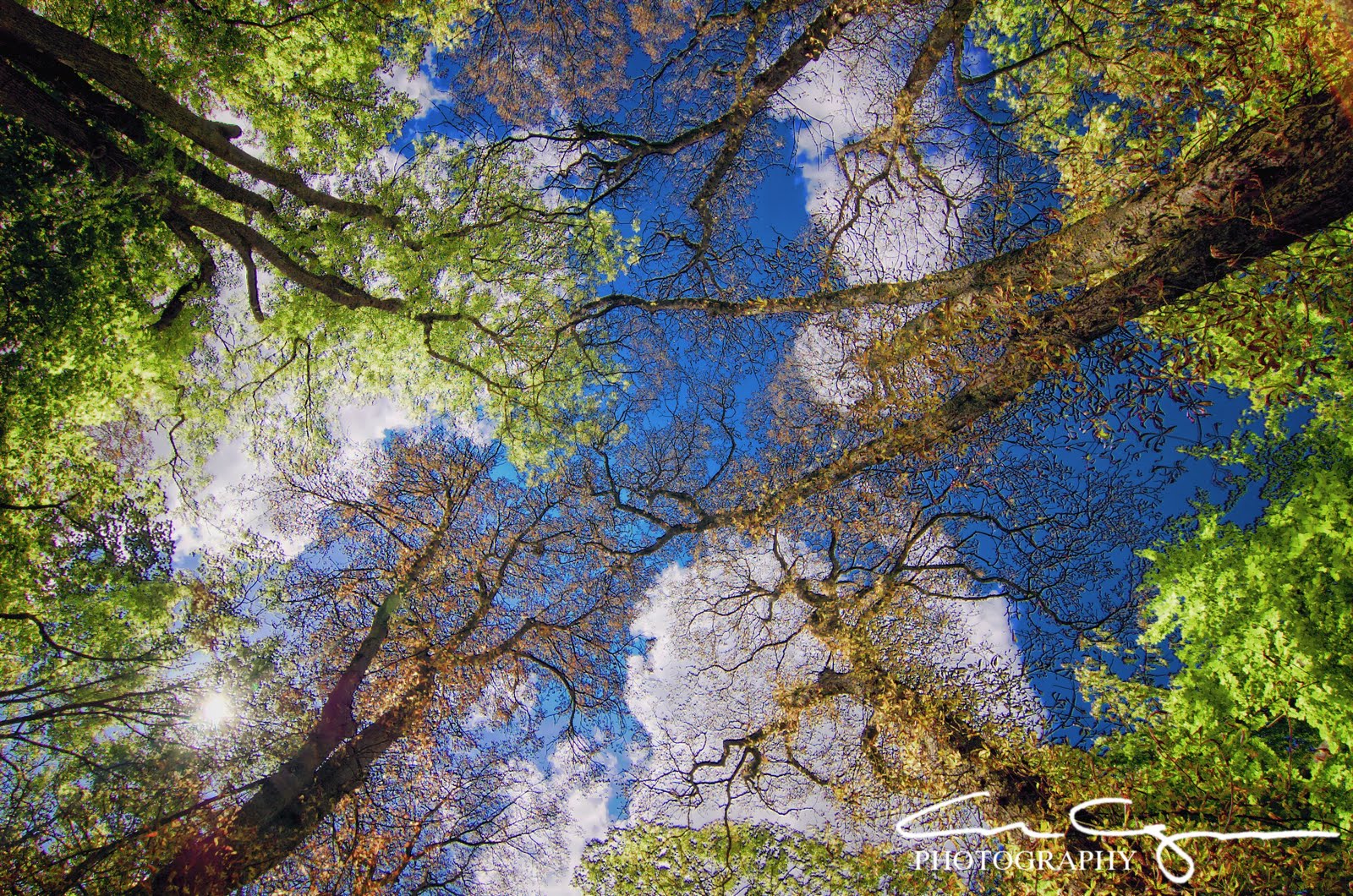 1000 words for France: See the forest through the trees