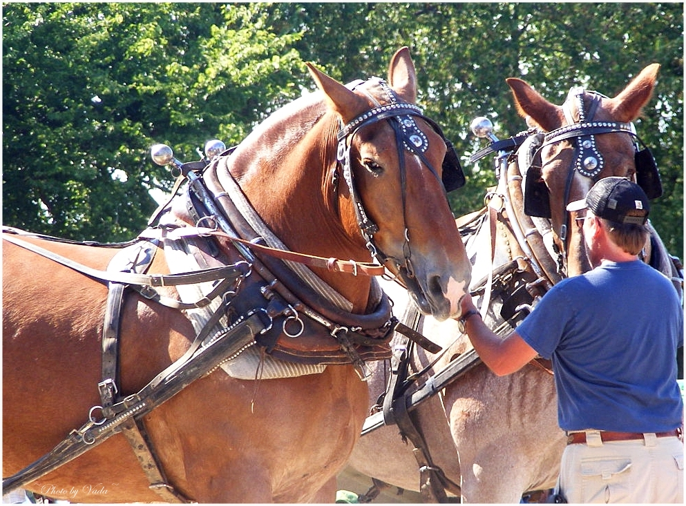 Volume Two Photos by Vada: Horse Pull at Woodford County Fair.
