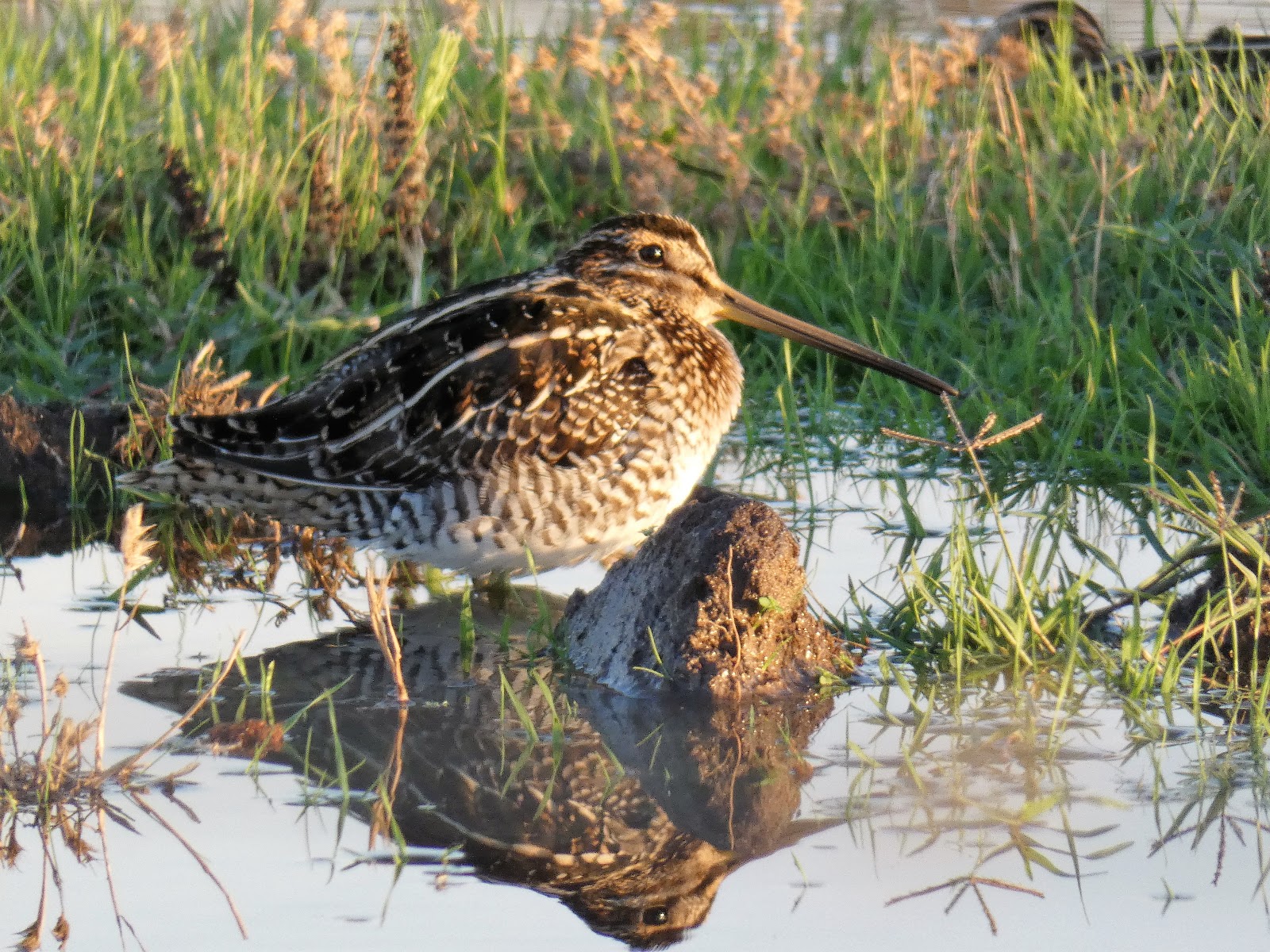 Geotripper's California Birds: It's a Snipe Hunt! I Found Mine at the ...