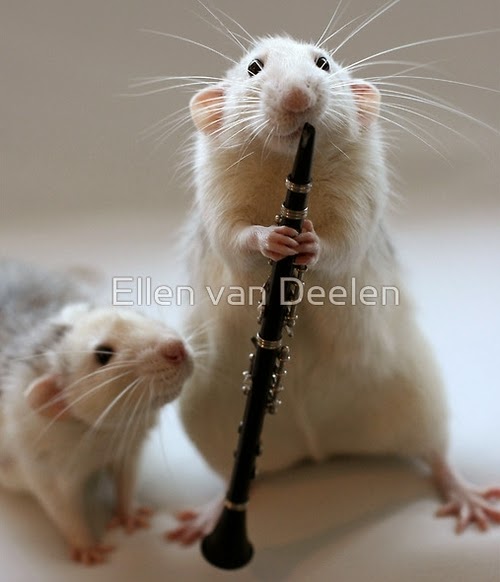 Design Stack: A Blog about Art, Design and Architecture: Musical Rats