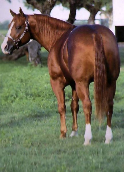Cavalos que fizeram História: Peppy San Badger (Little Peppy) - 1977