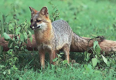 The Gray Fox | Some Facts & New Photos | The Wildlife