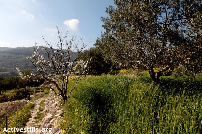 Chroniques de Palestine et d'ailleurs- Resistances, human rights and ...