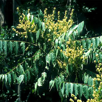 Tree of Heaven - Ailanthus excelsa
