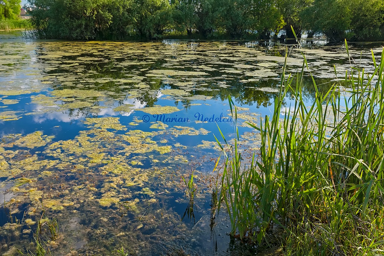 Armonie cu fotoni: Delta Vacaresti , delta Bucurestiului