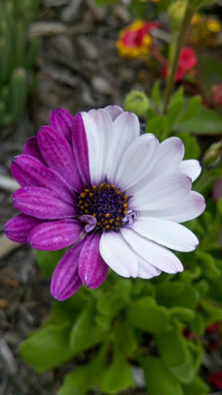 Chimera 'Daisy' - Flowers Gardens