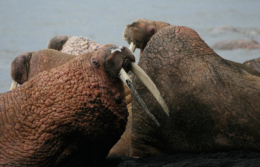 Walrus | The Biggest Animals Kingdom
