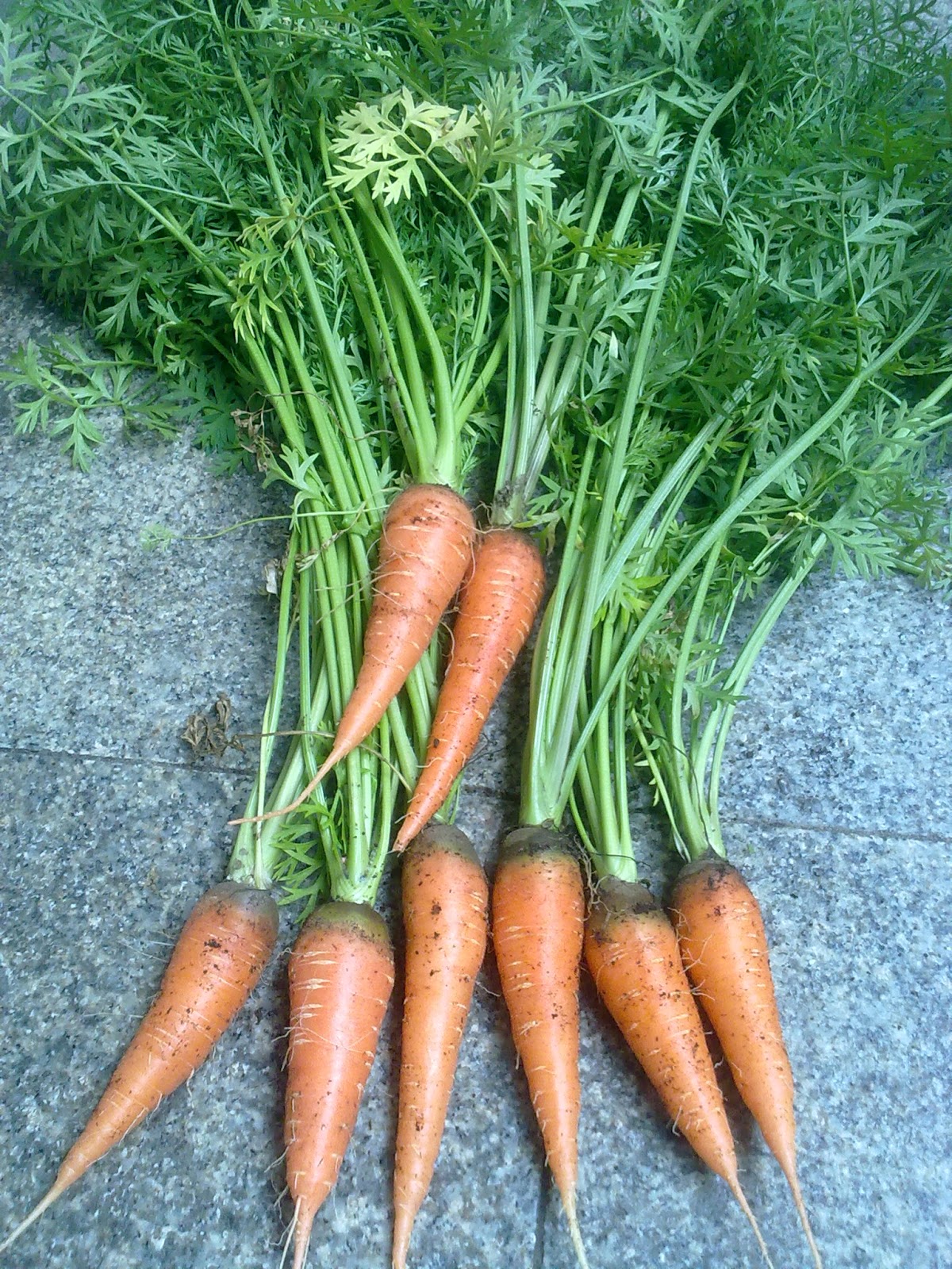 Terrace Gardening: My Experiences: Carrots in a container
