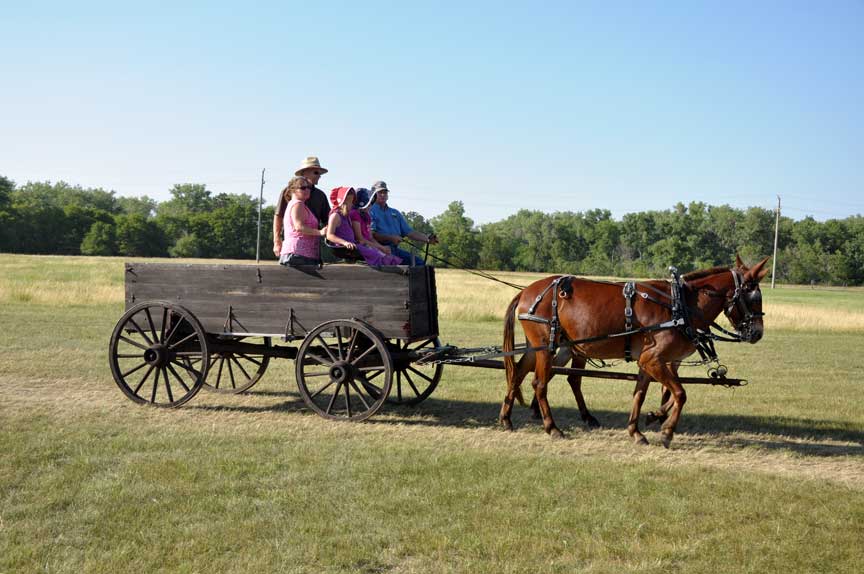 Taken For Granted: Mule Driver and Mule Wagon