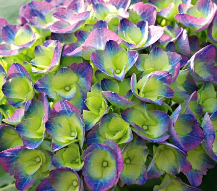 Lavender Garden Cottage: Flower of the Day - Hydrangea City Line Rio
