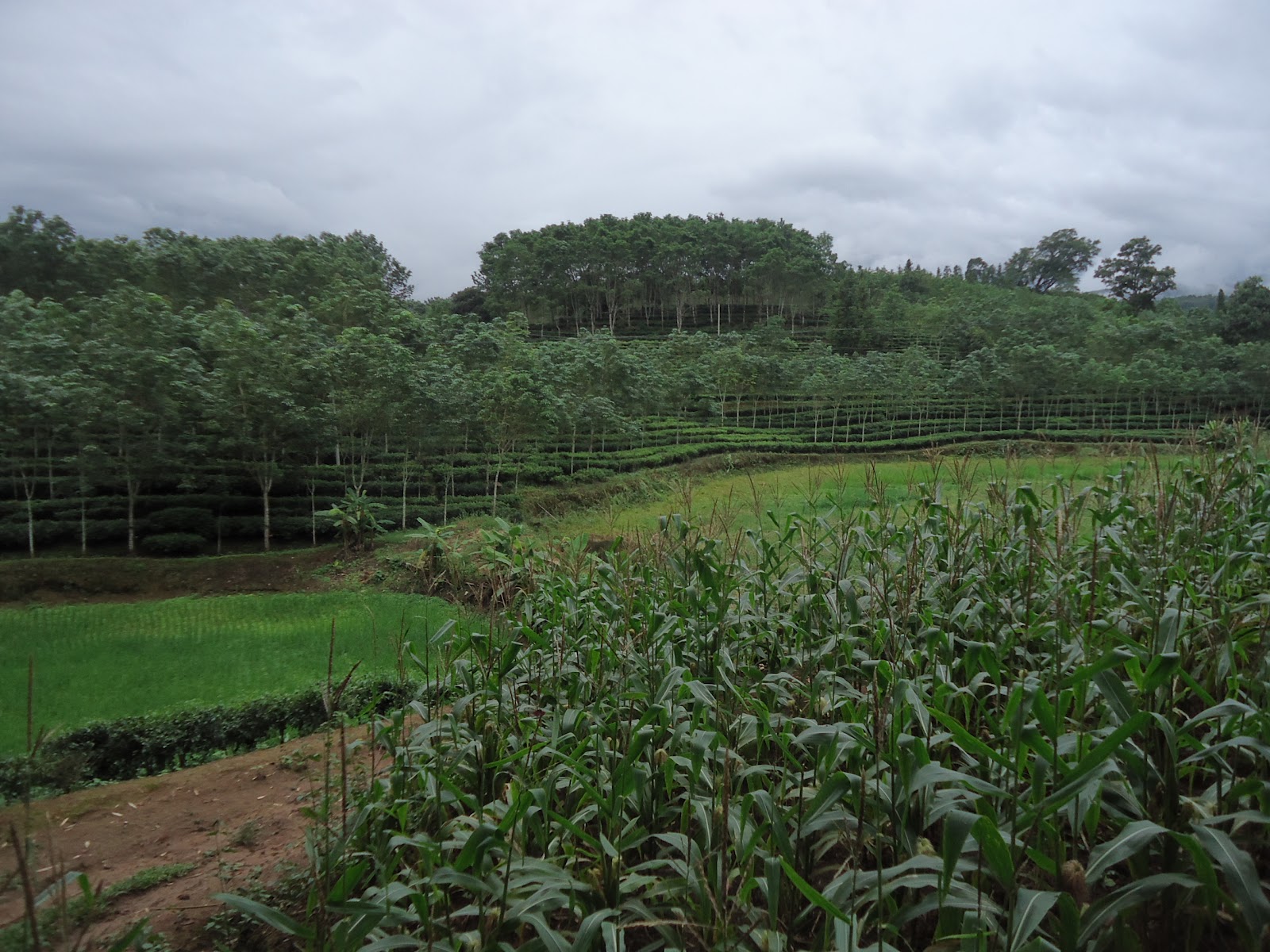 Bannablog: Mixed plantations