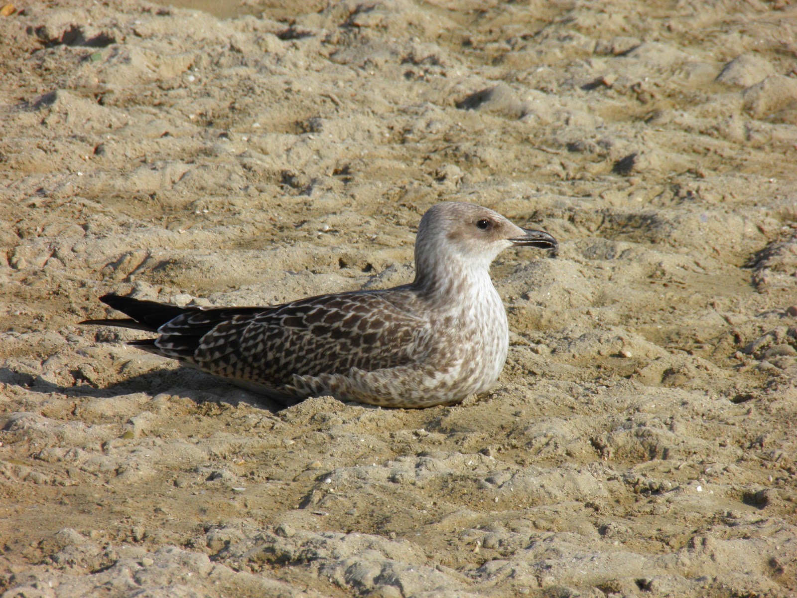 PASARI DIN ROMANIA: PESCARUS PONTIC, Larus cachinnans