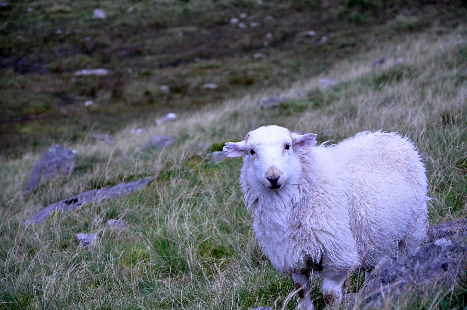 peppercorns in my pocket: Araf, araf, araf