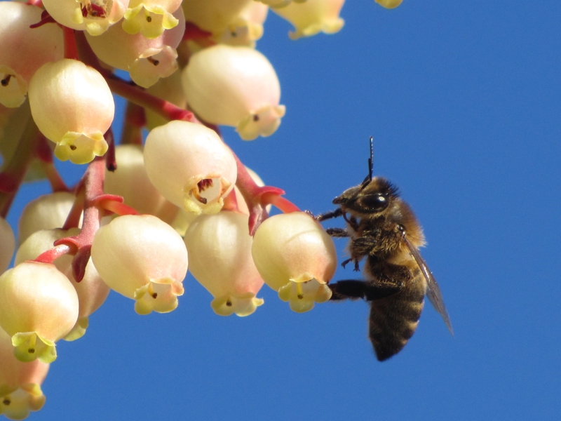 Entre Jaras y Pedreras: FLOR DE MADROÑO – FLOR DE INVIERNO - MIEL AMARGA