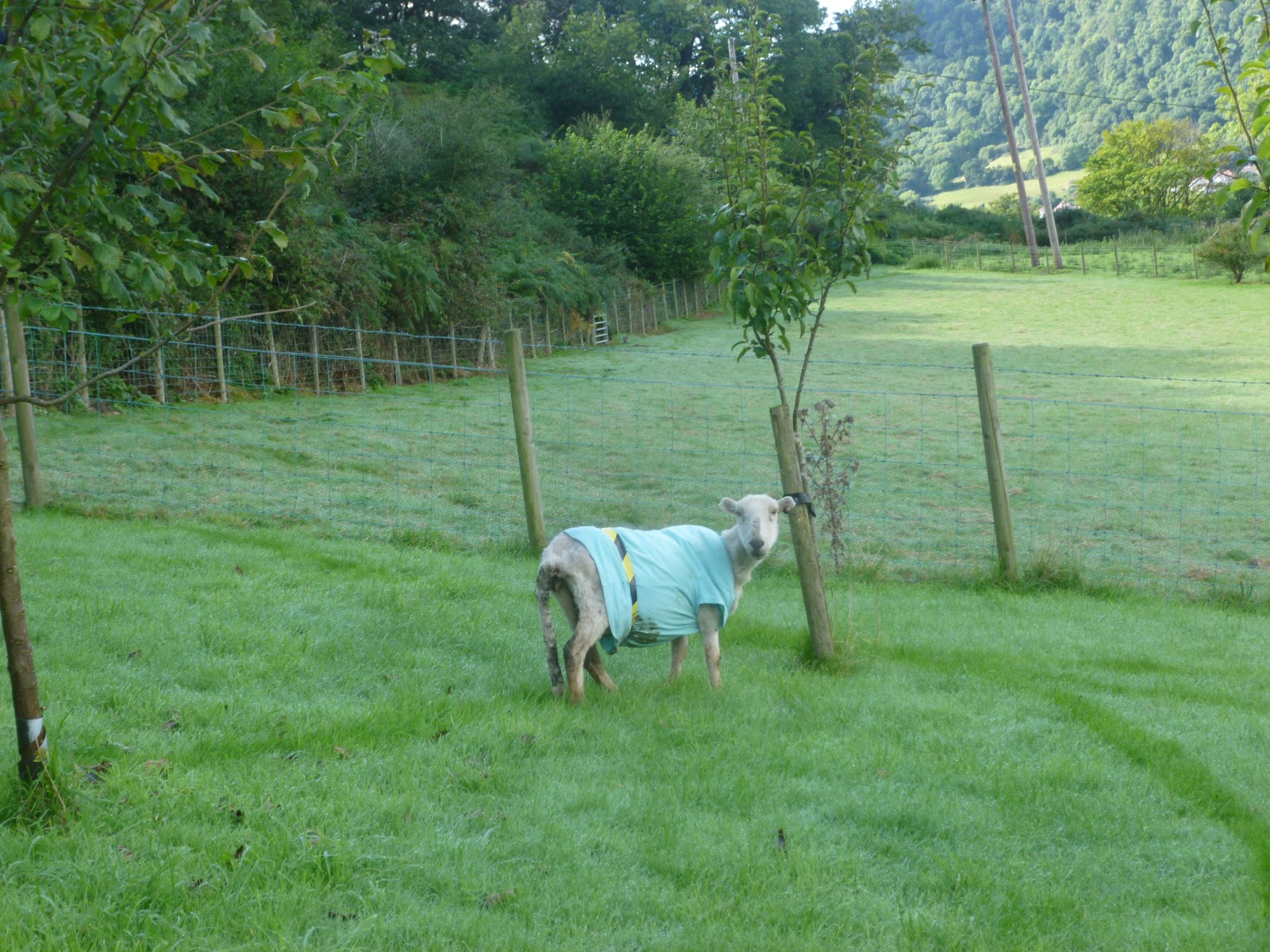 Our New Life in the Country: Mutton Dressed As ....