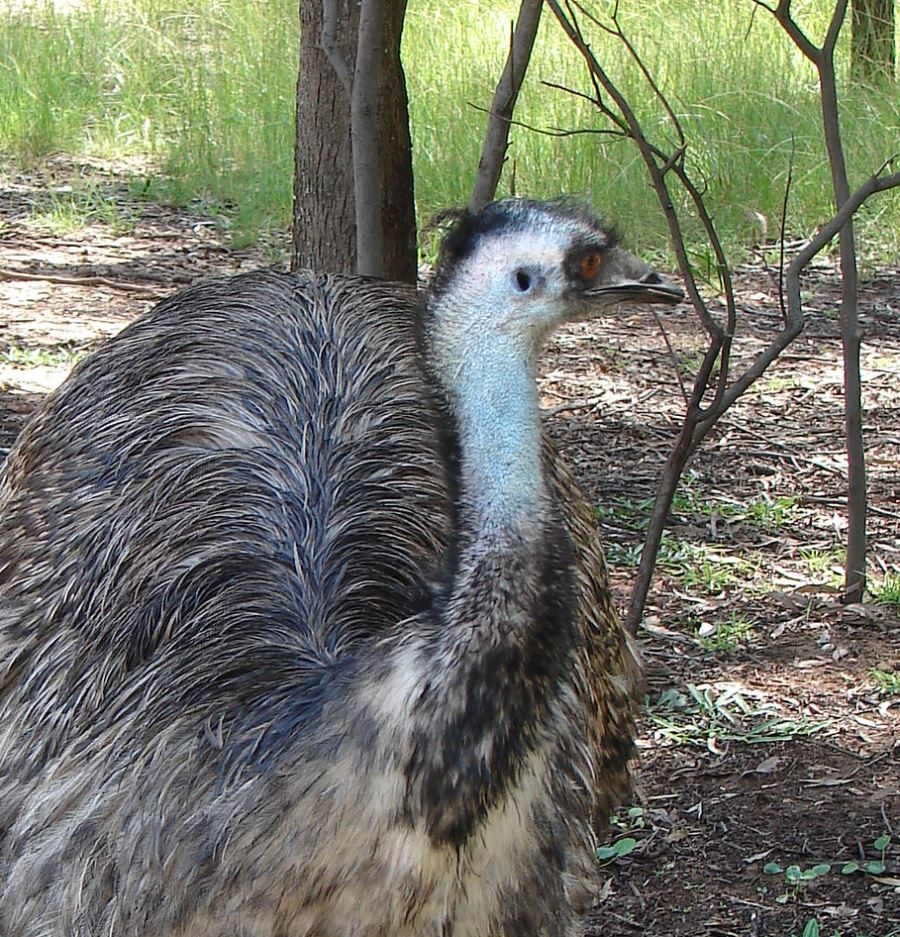 Snap Happy Birding: Eleven Bird Types