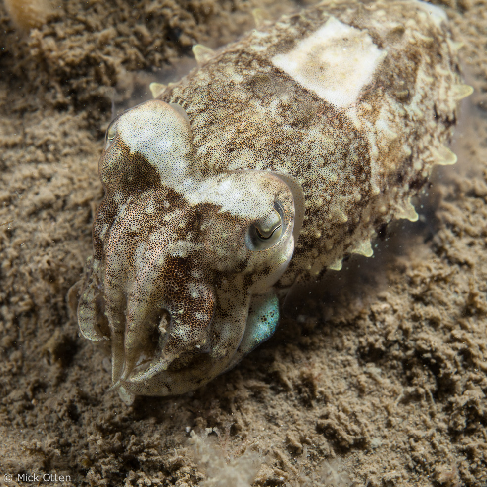 Mick's marine biology: Common cuttlefish: chameleon of the sea